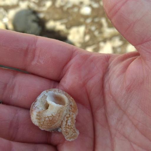 Scaled Worm Snail (Thylacodes Squamigerus) Insect Identification Guide ...