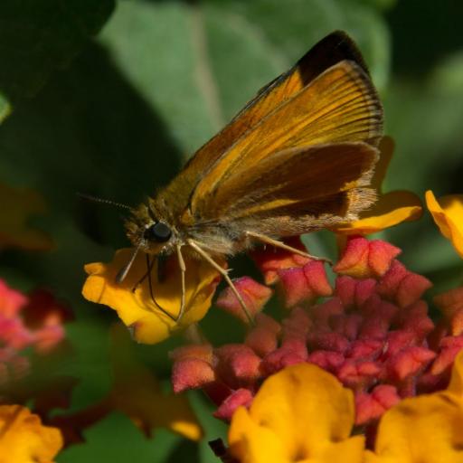 Lulworth Skipper (Thymelicus Acteon) Insect Identification Guide ...