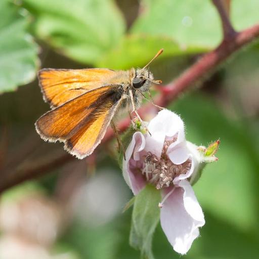 Small Skipper (Thymelicus Sylvestris) Insect Identification Guide ...