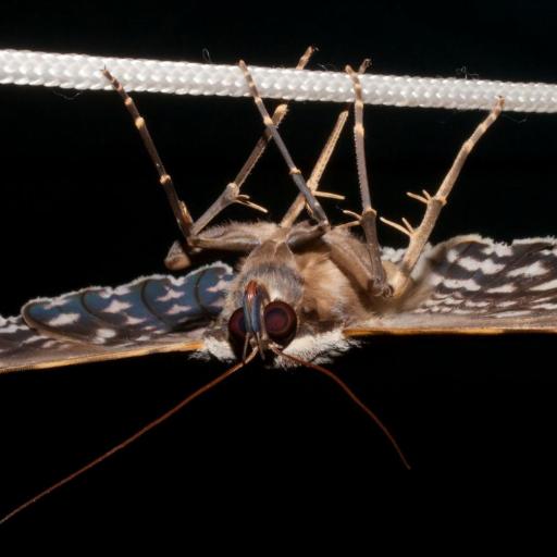 White Witch Moth (Thysania Agrippina) Insect Identification Guide ...