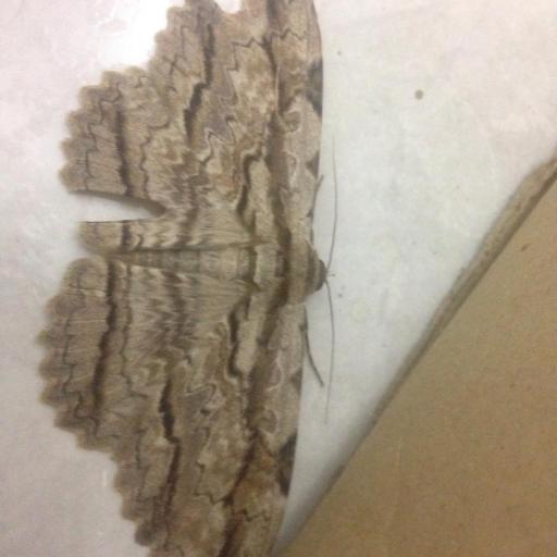 Owl Moth (Thysania Zenobia) Insect Identification Guide, Habitat & Facts