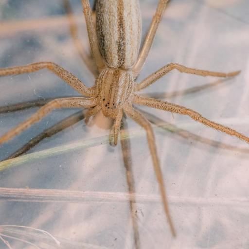 Oblong Running Spider (Tibellus Oblongus) Insect Identification Guide ...