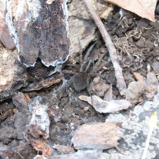 Wetland Giant Wolf Spider (Tigrosa Helluo) Insect Identification Guide ...