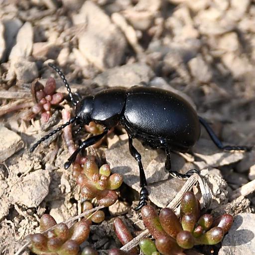 Bloody-Nosed Beetle (Timarcha Tenebricosa) Insect Identification Guide ...