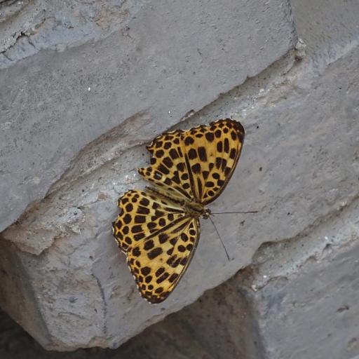 Common European Limpet (Patella Vulgata) Insect Identification Guide ...