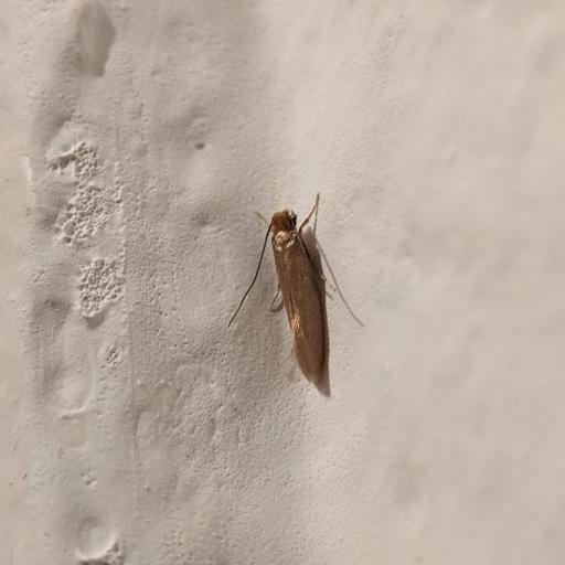 Wallich's Owl Moth (Brahmaea Wallichii) Insect Identification Guide ...