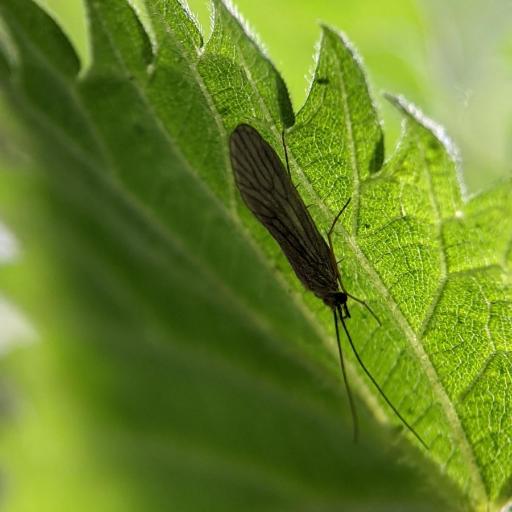 Small Red Sedge (Tinodes Waeneri) Insect Identification Guide, Habitat ...