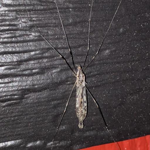 Giant Crane Fly (Tipula Abdominalis) Insect Identification Guide ...