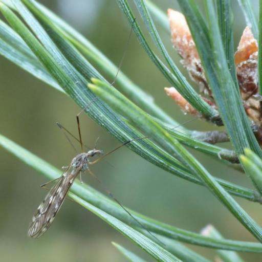 Tipula Confusa Insect Identification Guide, Habitat & Facts