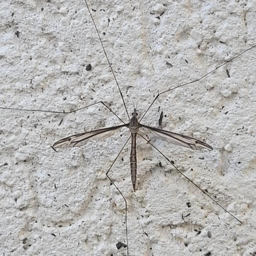 Yellow Meadow Ant (Lasius Flavus) Insect Identification Guide, Habitat ...