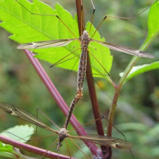 Tipula Lateralis Insect Identification Guide, Habitat & Facts