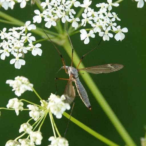 Tipula Luna Insect Identification Guide, Habitat & Facts