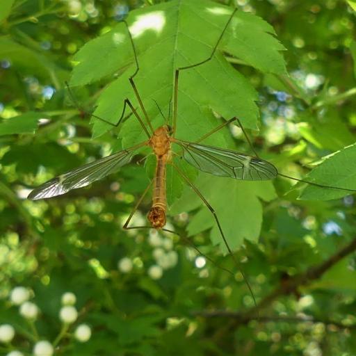 Tipula Lunata Insect Identification Guide, Habitat & Facts