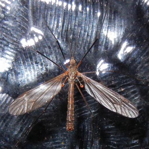 Regal Jumping Spider (Phidippus Regius) Insect Identification Guide ...