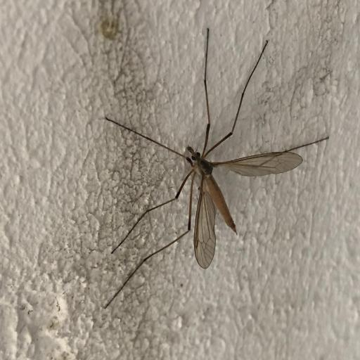 European Crane Fly (Tipula Paludosa) Insect Identification Guide ...