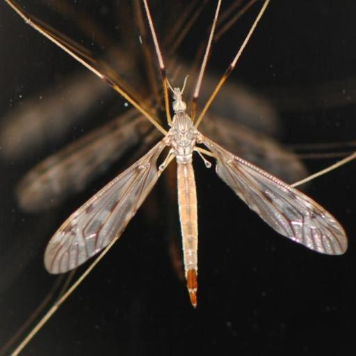 Flesh Flies And Satellite Flies (Sarcophagidae) Insect Identification ...