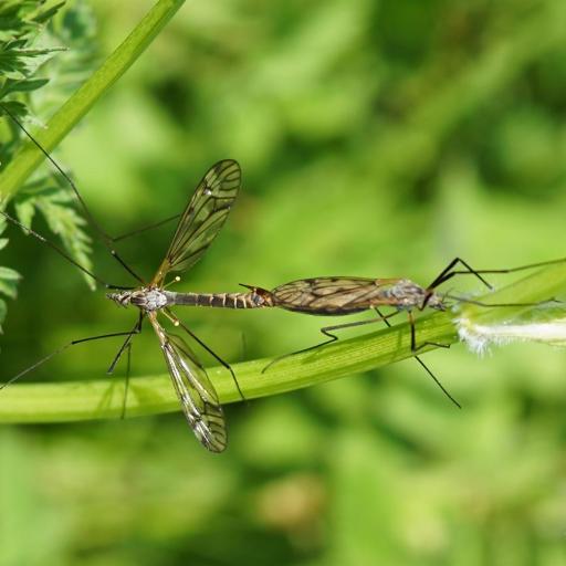 Tipula Varipennis Insect Identification Guide, Habitat & Facts
