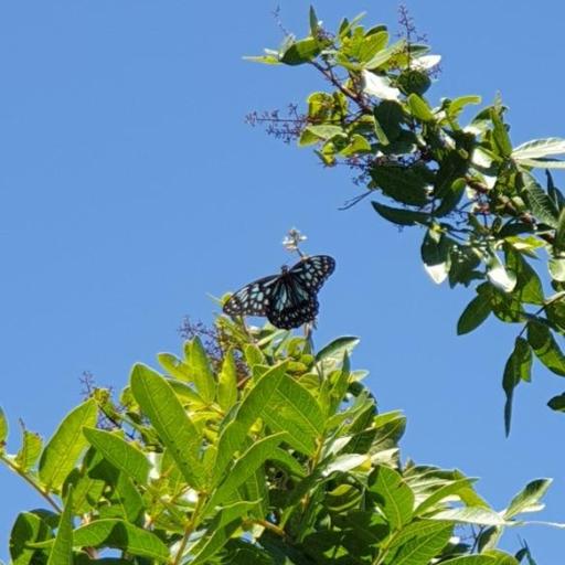 Blue Wanderer (Tirumala Hamata) Insect Identification Guide, Habitat ...