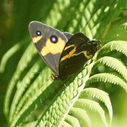 Swordgrass Brown (Tisiphone Abeona) Insect Identification Guide ...