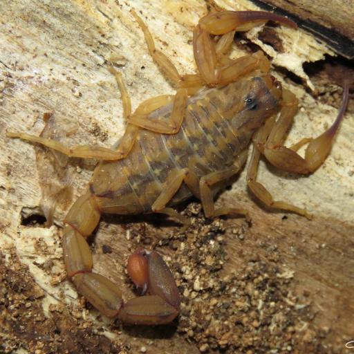 Thick-tailed Scorpions (Tityus) Insect Identification Guide, Habitat ...