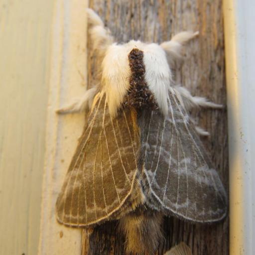 Large Tolype Moth (Tolype Velleda) Insect Identification Guide, Habitat ...