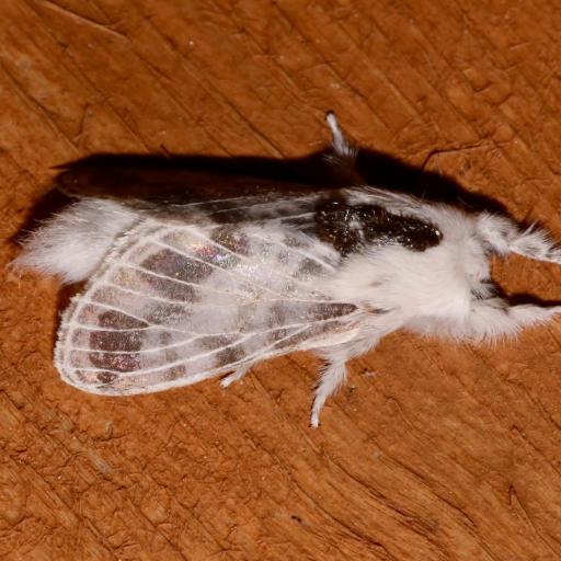 Tolype Moths (Tolype) Insect Identification Guide, Habitat & Facts