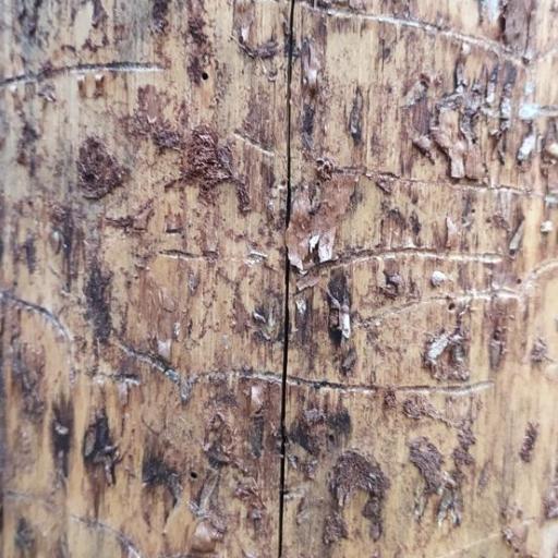 Emerald Cockroach Wasp (Ampulex Compressa) Insect Identification Guide ...