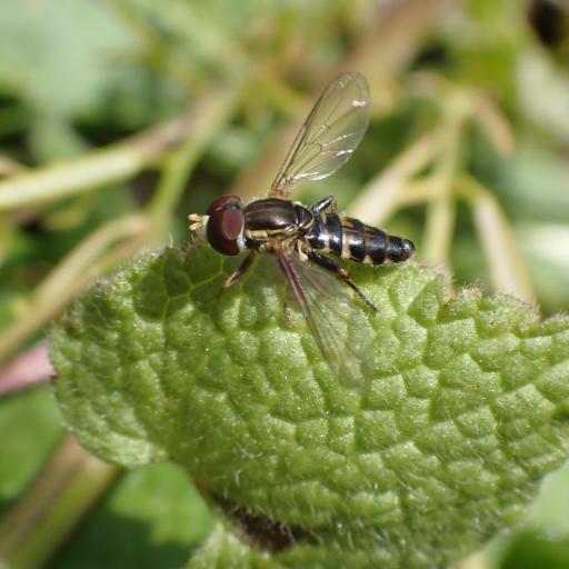 Eastern Calligrapher (Toxomerus Geminatus) Insect Identification Guide ...
