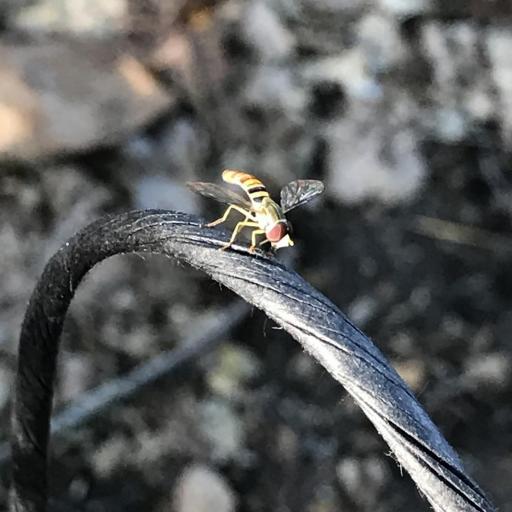Maize Calligrapher (Toxomerus Politus) Insect Identification Guide ...