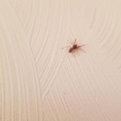 Trachelas Insect Identification Guide, Habitat & Facts