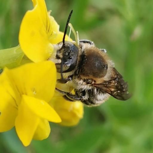 Byssal Resin-Leafcutter (Trachusa Byssina) Insect Identification Guide ...