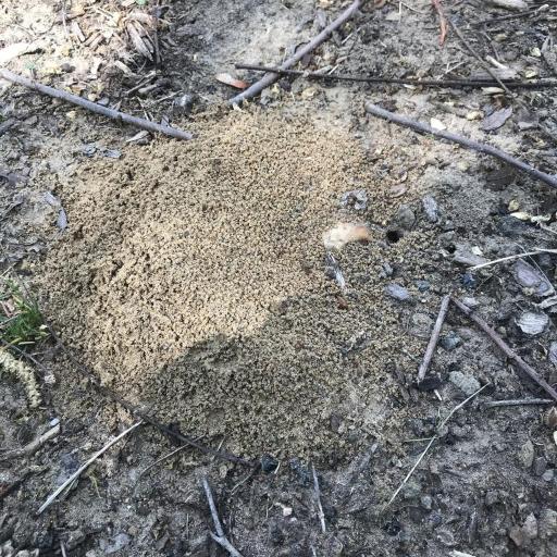 Northern Fungus-Farming Ant (Trachymyrmex Septentrionalis) Insect ...