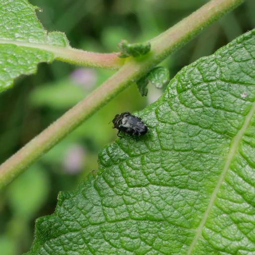 Trachys Minutus Insect Identification Guide, Habitat & Facts