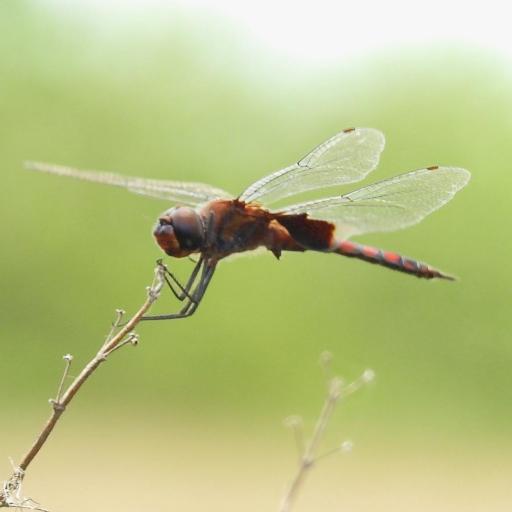 Ferruginous Glider (Tramea Limbata) Insect Identification Guide ...