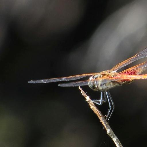 Common Glider (Tramea Loewii) Insect Identification Guide, Habitat & Facts