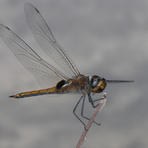 Red Glider (Tramea Transmarina) Insect Identification Guide, Habitat ...