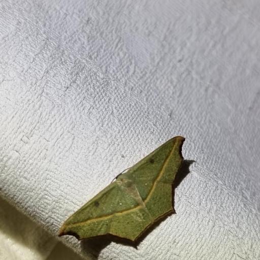 Cross-line Wave Moth (Traminda Aventiaria) Insect Identification Guide ...