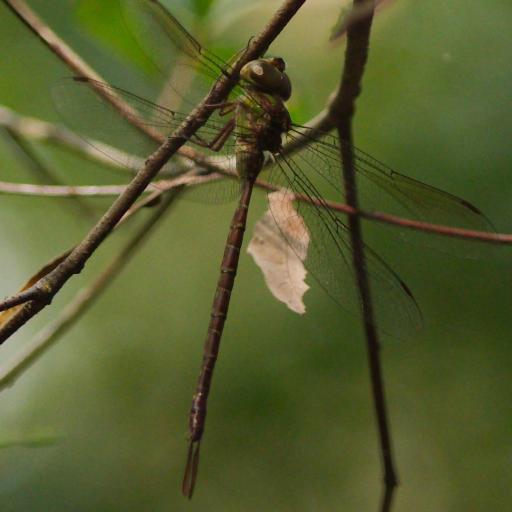 Phantom Darner (Triacanthagyna Trifida) Insect Identification Guide ...