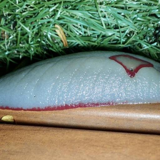 Red Triangle Slug (Triboniophorus Graeffei) Insect Identification Guide ...