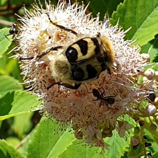 Eurasian Bee Beetle (Trichius Fasciatus) Insect Identification Guide ...