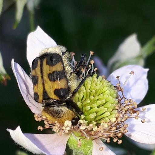 Six-spotted Fishing Spider (Dolomedes Triton) Insect Identification ...