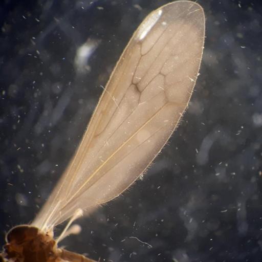 Trichocera Regelationis Insect Identification Guide, Habitat & Facts