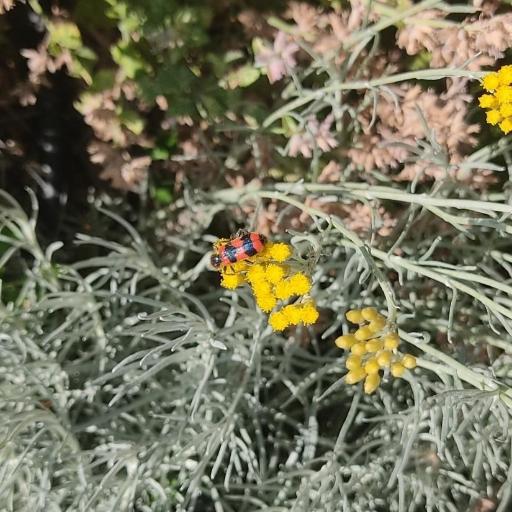 Bee-eating Beetle (Trichodes Apiarius) Insect Identification Guide ...