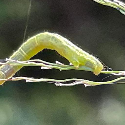 Cabbage Looper Moth (Trichoplusia Ni) Insect Identification Guide ...