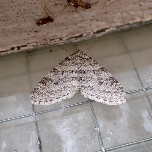 Early Tooth-Striped (Trichopteryx Carpinata) Insect Identification ...