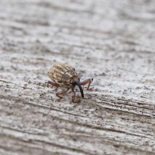 Trichosirocalus Troglodytes Insect Identification Guide, Habitat & Facts