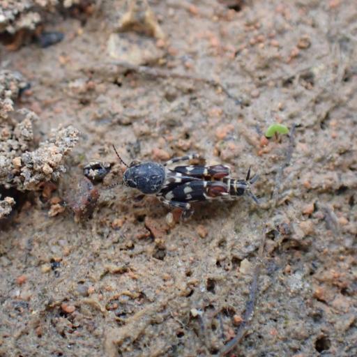 Pygmy Mole Crickets (Tridactylidae) Insect Identification Guide ...