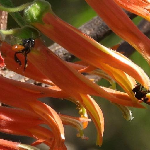Red-Tailed Stingless Bee (Trigona Fulviventris) Insect Identification ...