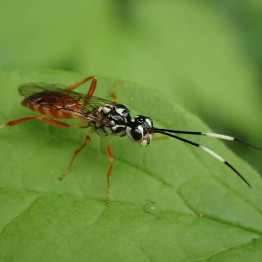 Trigonalidae Insect Identification Guide, Habitat & Facts