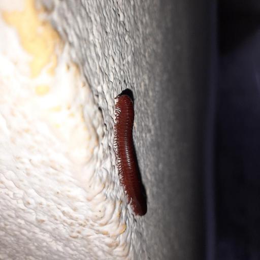 Rusty Millipede (Trigoniulus Corallinus) Insect Identification Guide ...